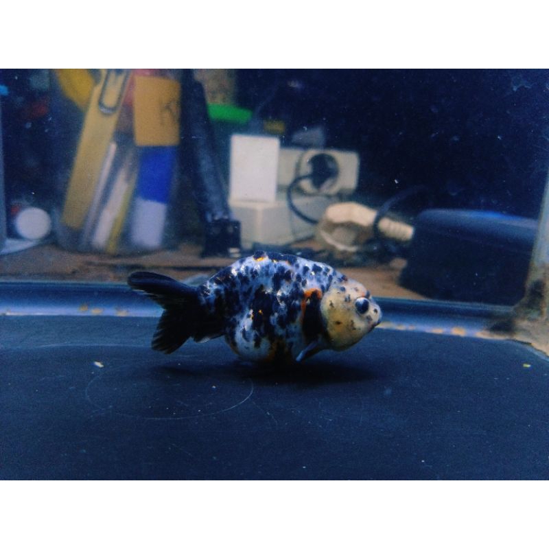 Jual koki ranchu lionchu sapi | Shopee Indonesia