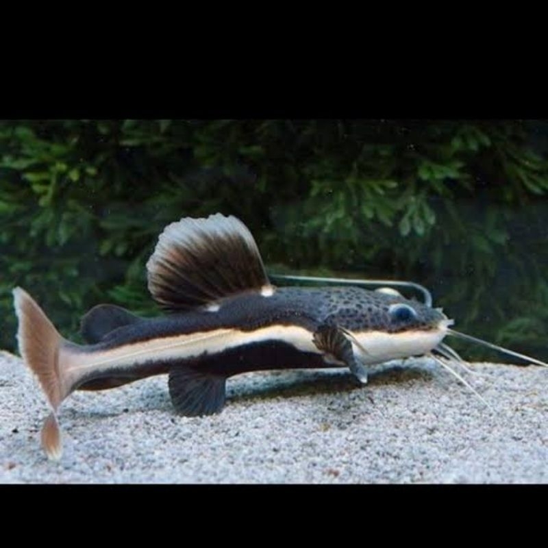 Jual Baby RTC hiasan aquarium size 8-9cm realsize bergaransi COD ...