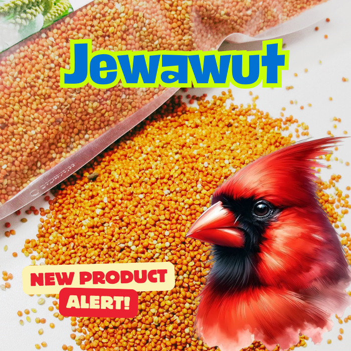 Jual Pakan Burung Biji Jewawut Biji Kunyit Premium For Kenari Finch ...