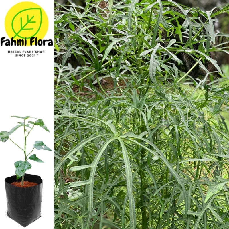 Jual tanaman GEDI (abelmoschus manihot) | Shopee Indonesia