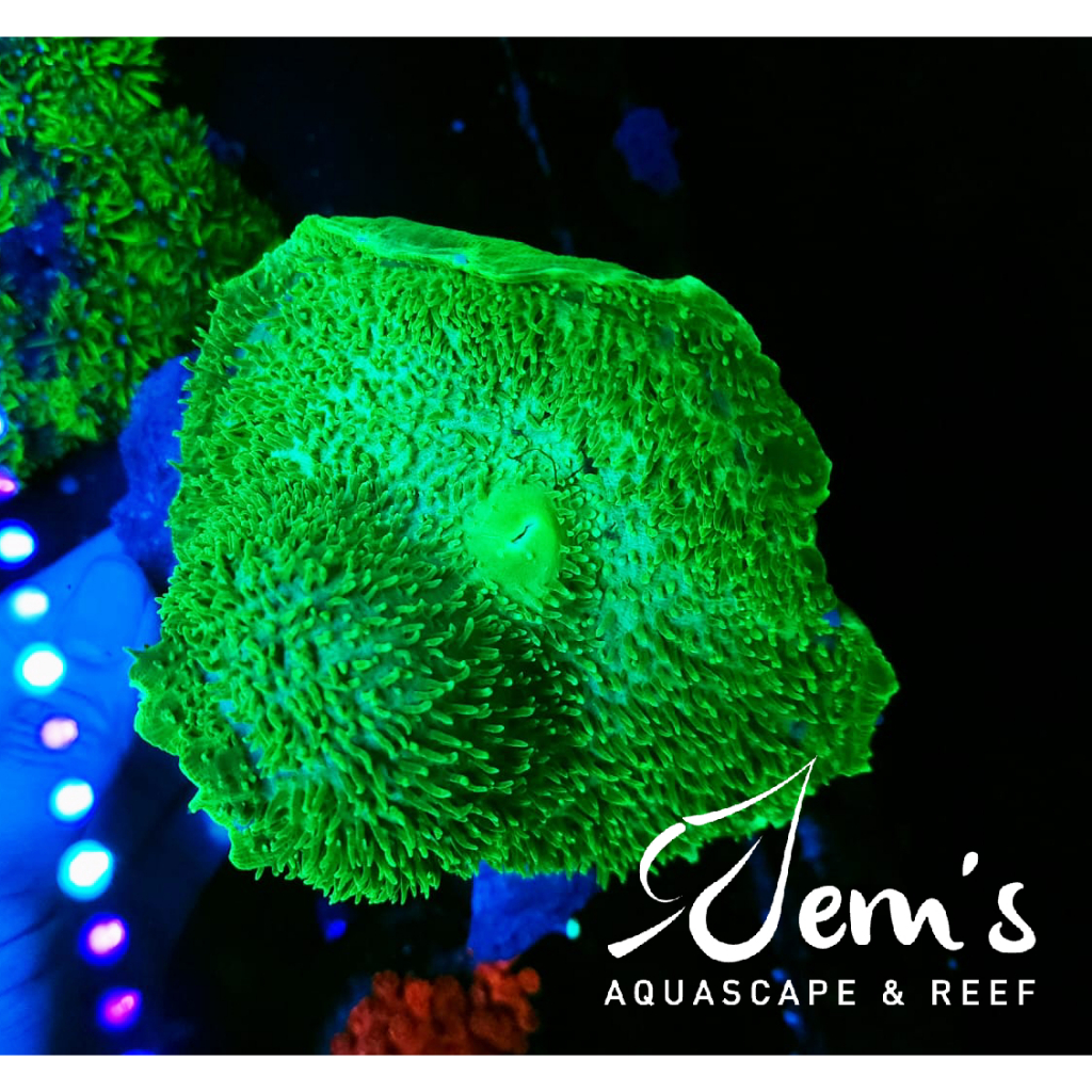 Jual Coral Jamur Mangkok Hijau (Green Giant Cup Mushroom) | Shopee ...