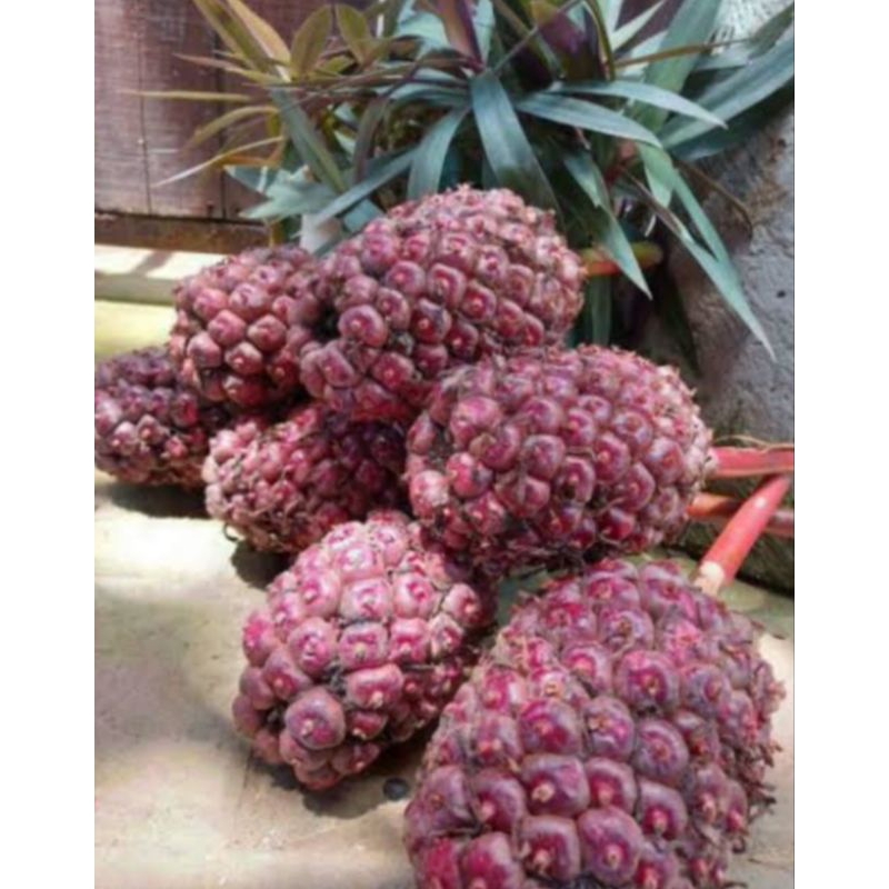 Jual BUAH HONJE SEGAR 1KG dan bisa cod#334682 | Shopee Indonesia