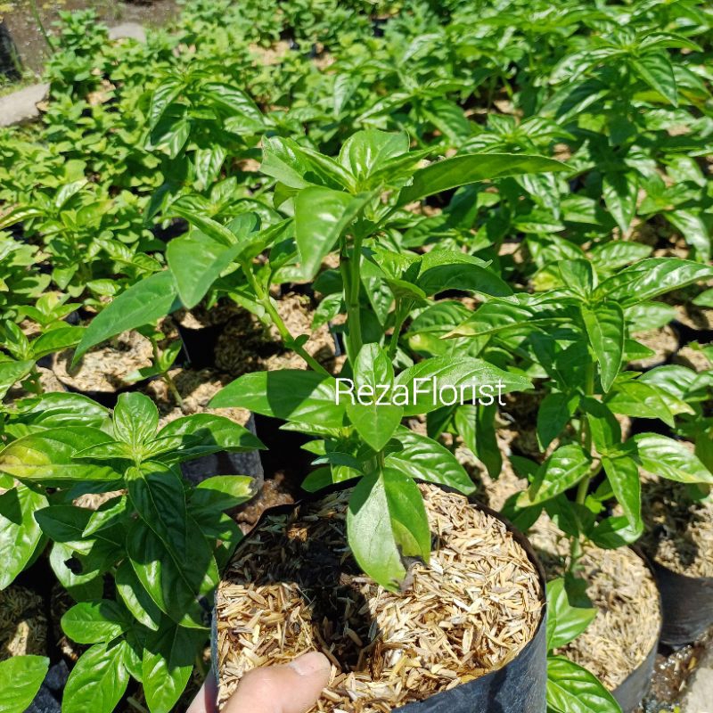 Jual Tanaman Herbal Daun Basil - Sweet Basil | Shopee Indonesia