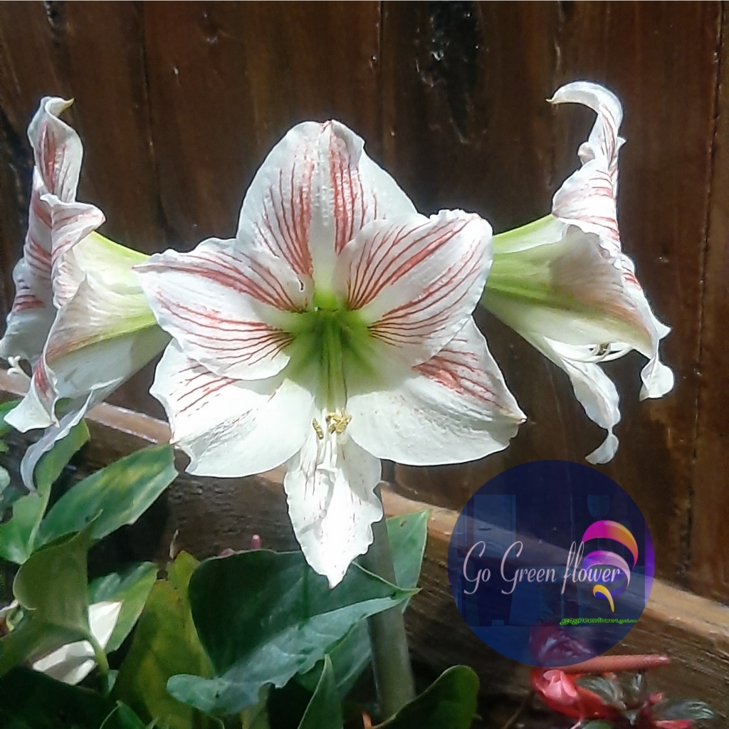 Jual BIBIT AMARILIS umbi amarilis Bunga Amarilis atau bunga Lily atau ...