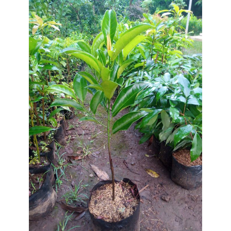 Jual Pohon Cempedak King Uk 45 Cm | Shopee Indonesia