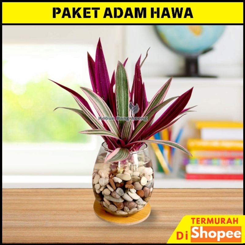 Jual Bambu Hoki Sri Rezeki Paket Lengkap Tanaman Hias Adam Hawa Siap ...