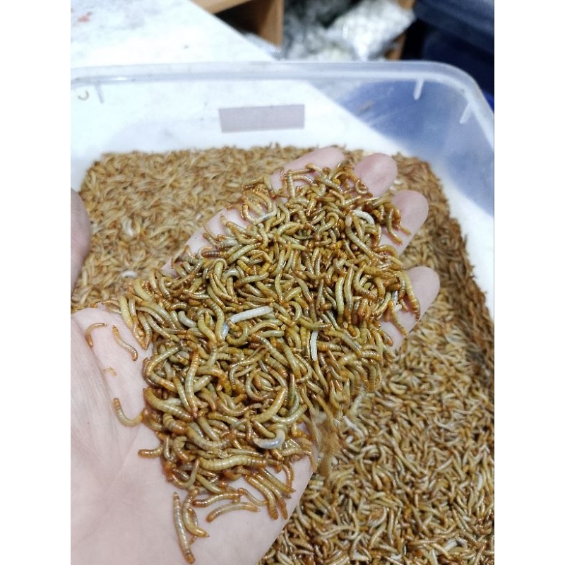 Jual ULAT HONGKONG // PAKAN IKAN PREDATOR | Shopee Indonesia