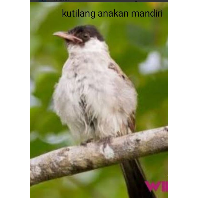 Jual kutilang muda hutan. mandiri | Shopee Indonesia