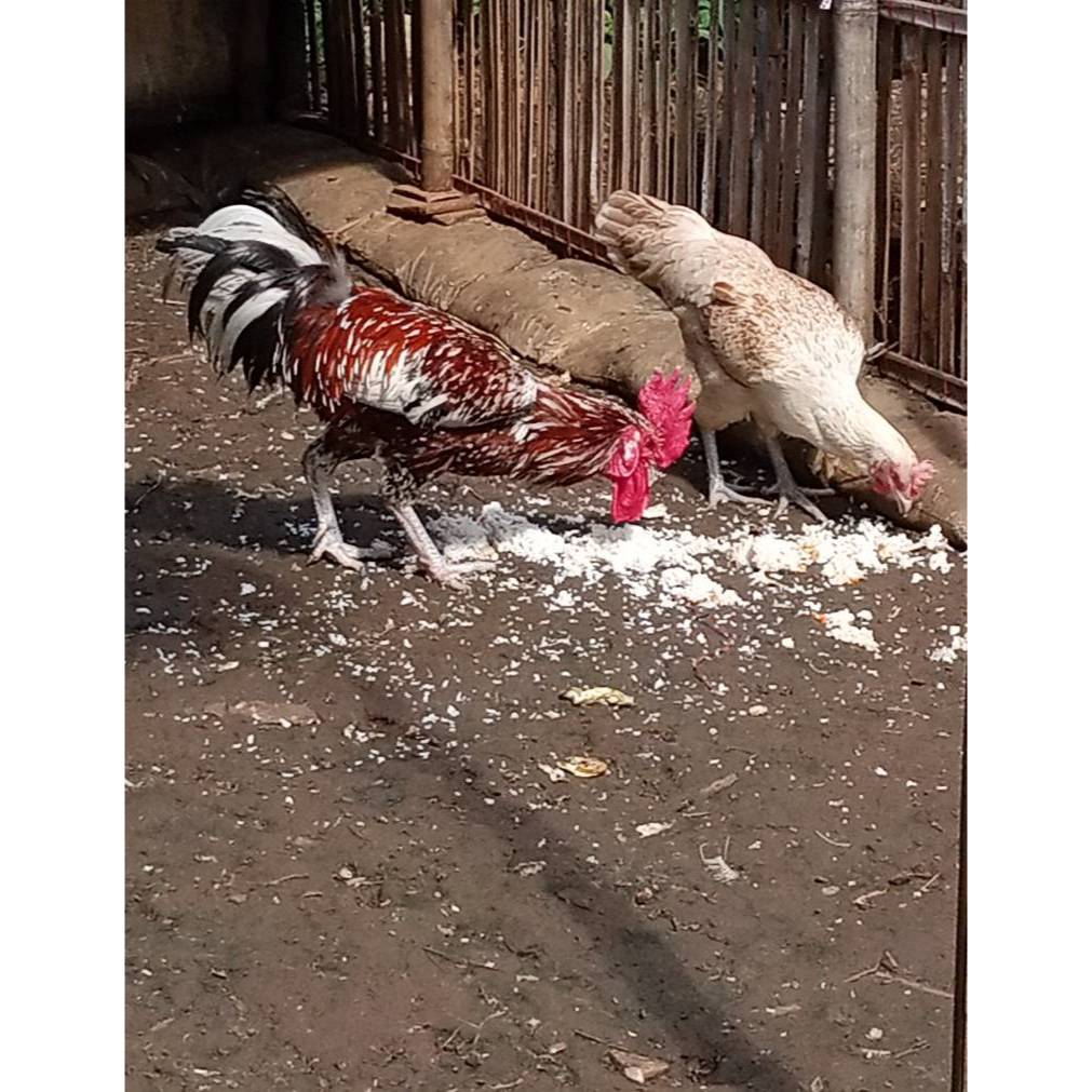 Jual Paket Ternak Ayam Kampung 2 Ekor ( 1 Jago Pacek dan 1 Indukan ...