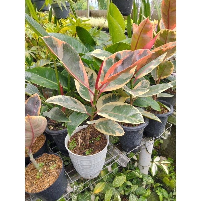 Jual tanaman hias karet kebo/ficus elastica red var | Shopee Indonesia