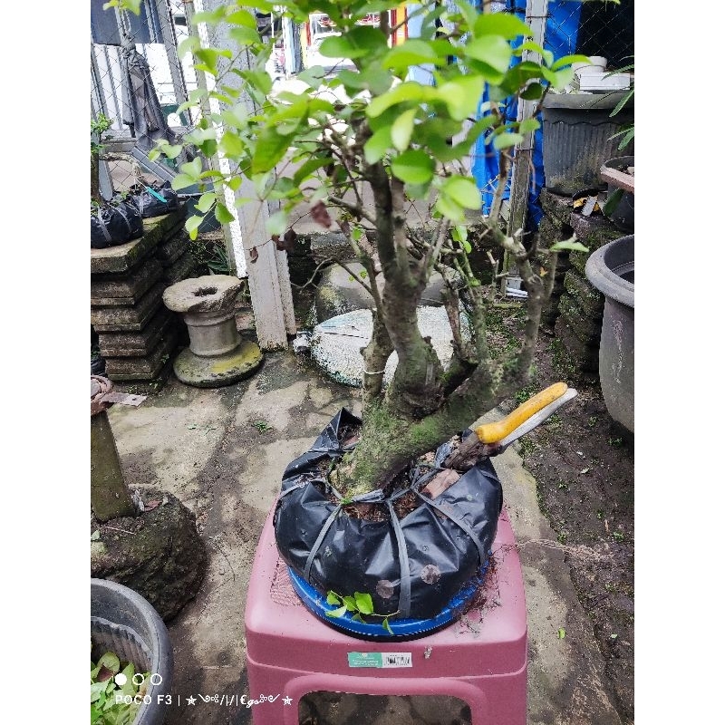Jual bahan bonsai rukem daun kecil siap proses kode 24 dikirim sesuai ...