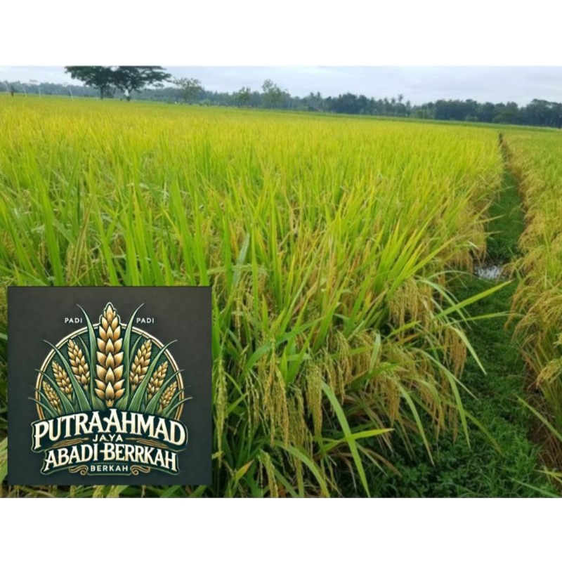 Jual benih padi MR219 original unggul 5KG | Shopee Indonesia