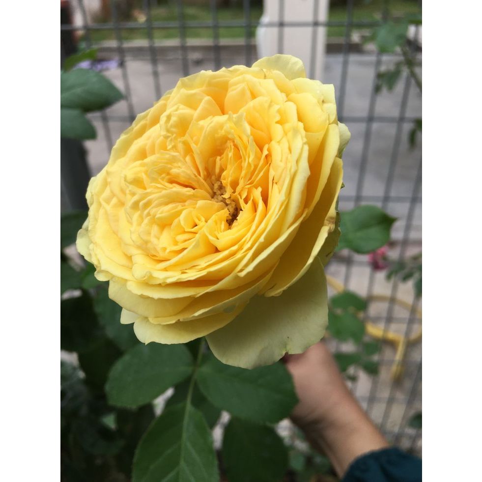 Jual Mawar Import Catalina - Catalina Rose | Shopee Indonesia