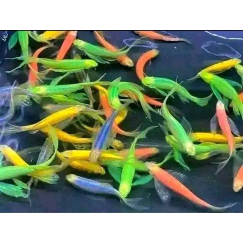 Jual Dekorasi DANIO SLAYER Hiasan Aquarium (KHUSUS INSTAN) | Shopee ...