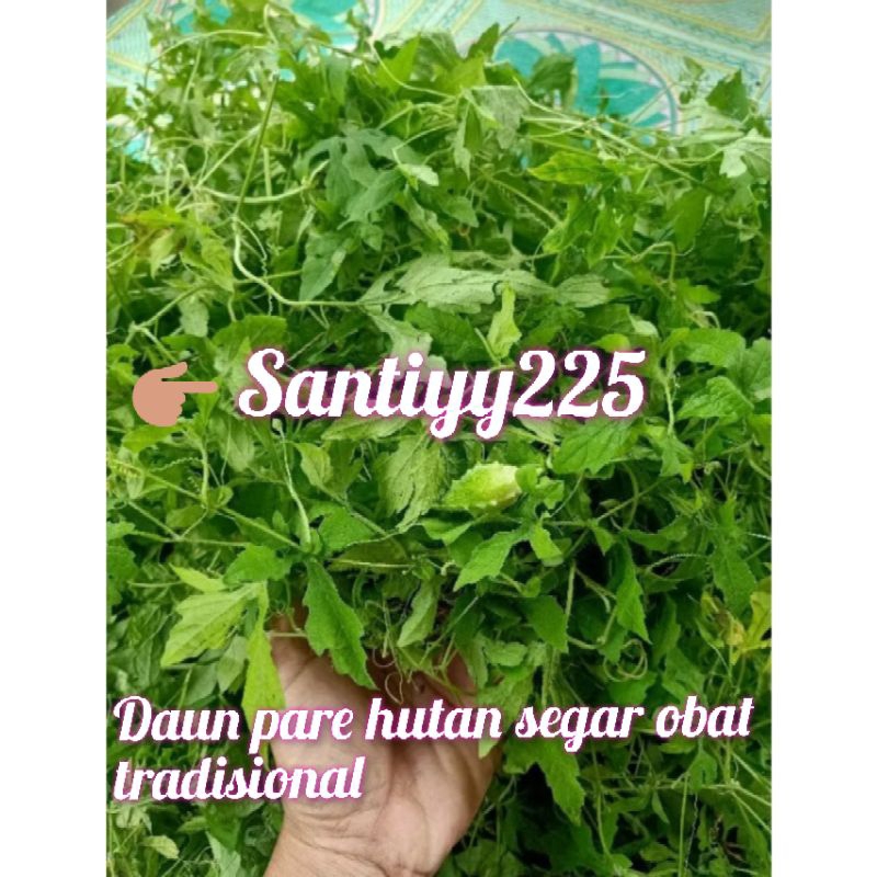 Jual Daun pare hutan 1 kg segar Obat diabetes | Shopee Indonesia
