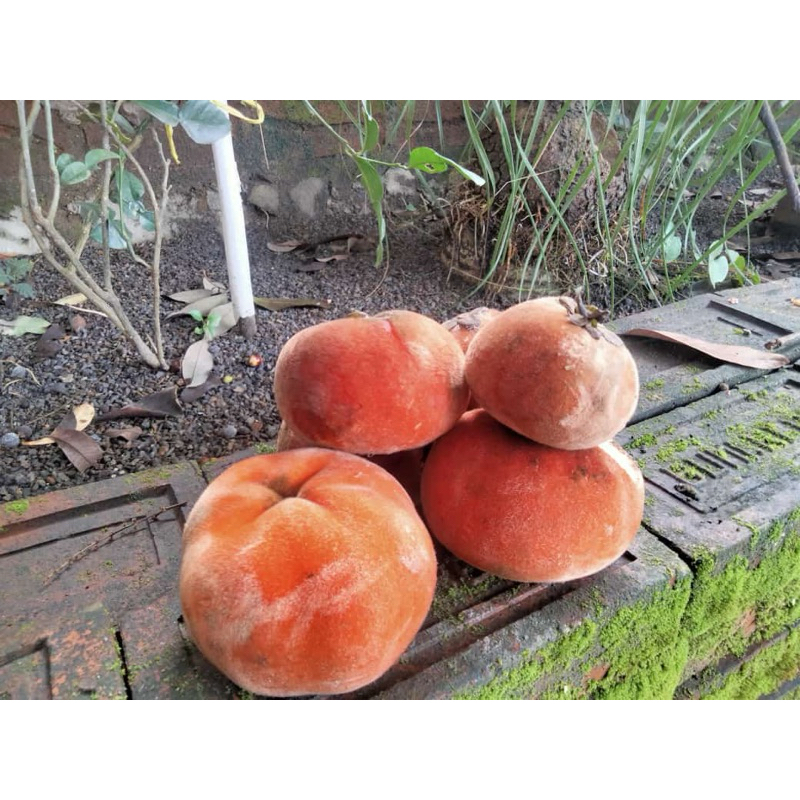 Jual Buah Bisbul/Samolo/Mentega/Mertigo (buah langka) promo 1 Kg ...