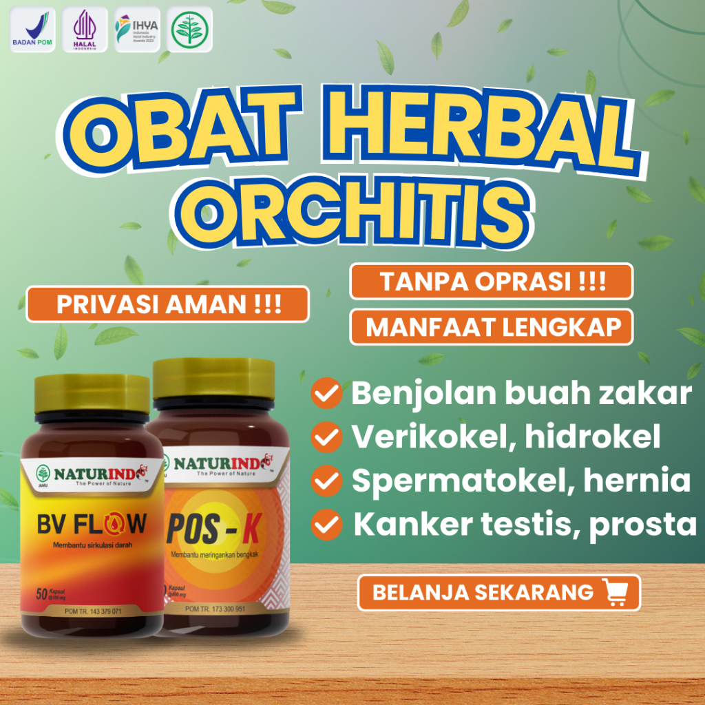 Jual Obat Orchitis Benjolan Kantong Buah Zakar Verikokel Hidrokel ...