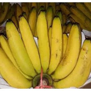 Jual Pisang Ambon Terlengkap & Harga Terbaru Desember 2025 | Shopee ...