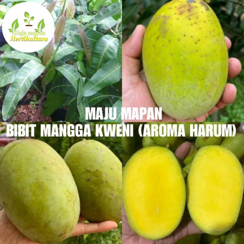 Jual BIBIT MANGGA KWENI (AROMA KHAS HARUM) | Shopee Indonesia