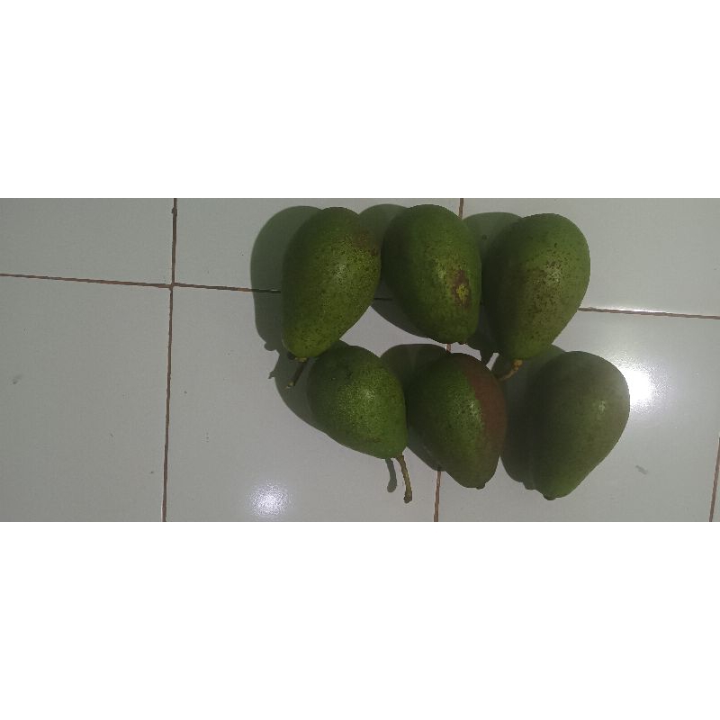 Jual ALPUKAT MENTEGA KUNING 3kg | Shopee Indonesia