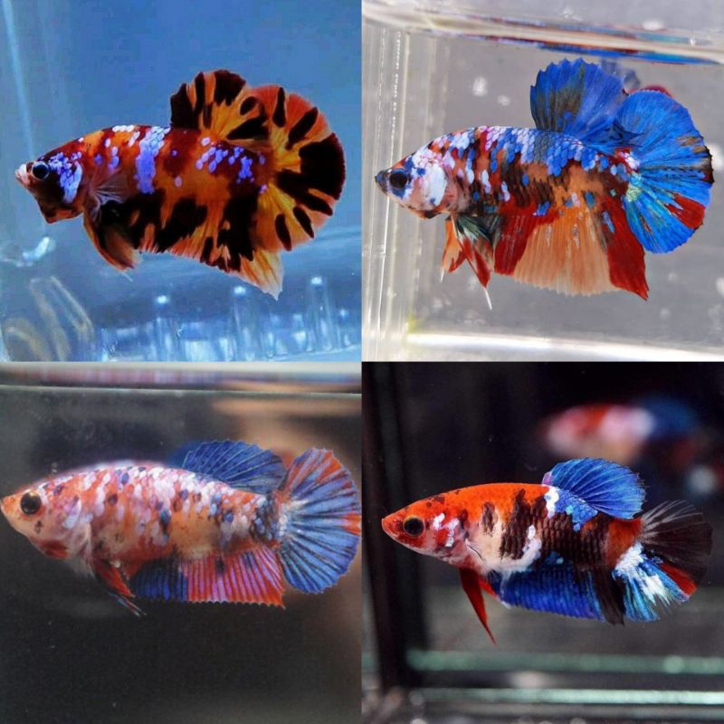 Jual Cupang Multicolour Satu Pasang Size Indukan (Random) | Shopee ...