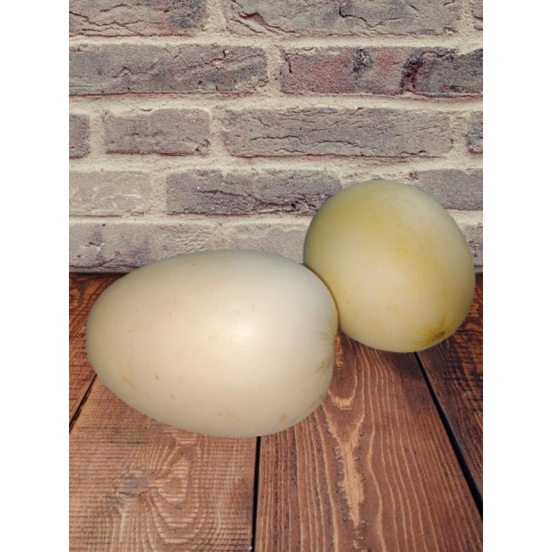 Jual Buah Timun Suri / Hirbis Lembut Segar Manis 1kg | Shopee Indonesia