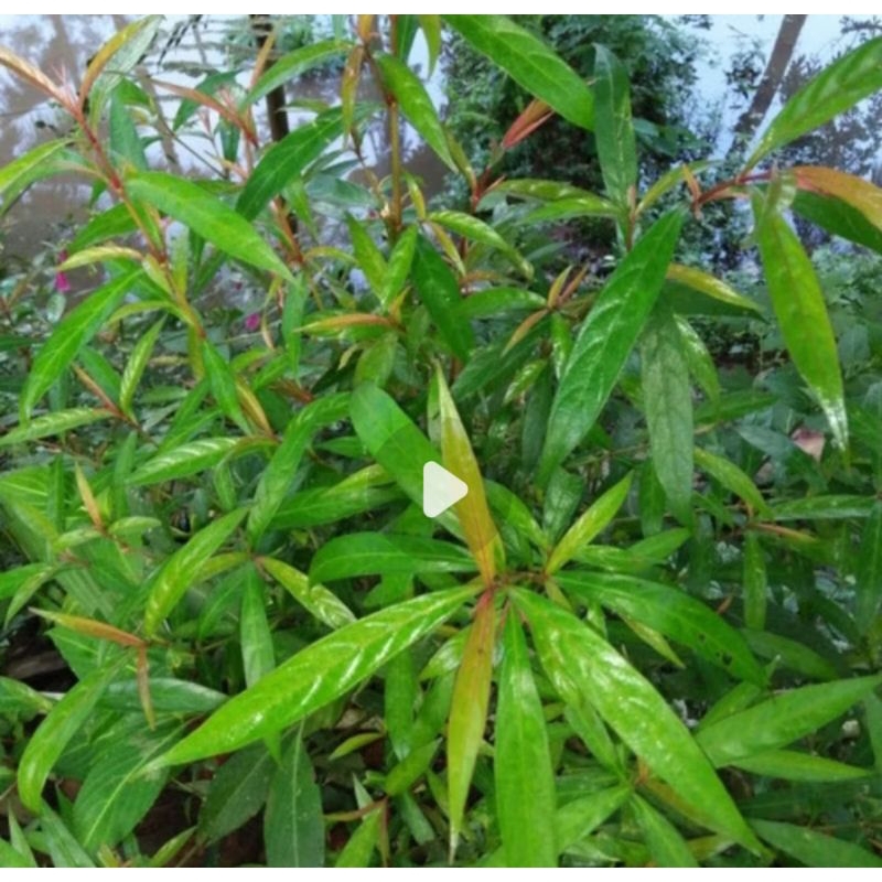 Jual Daun hejo mencos organik berat 100gr untuk rempah indonesia ...