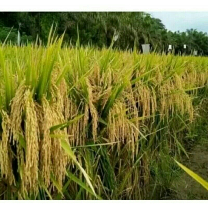 Jual BENIH PADI IR 64 KEMASAN 1KG | Shopee Indonesia