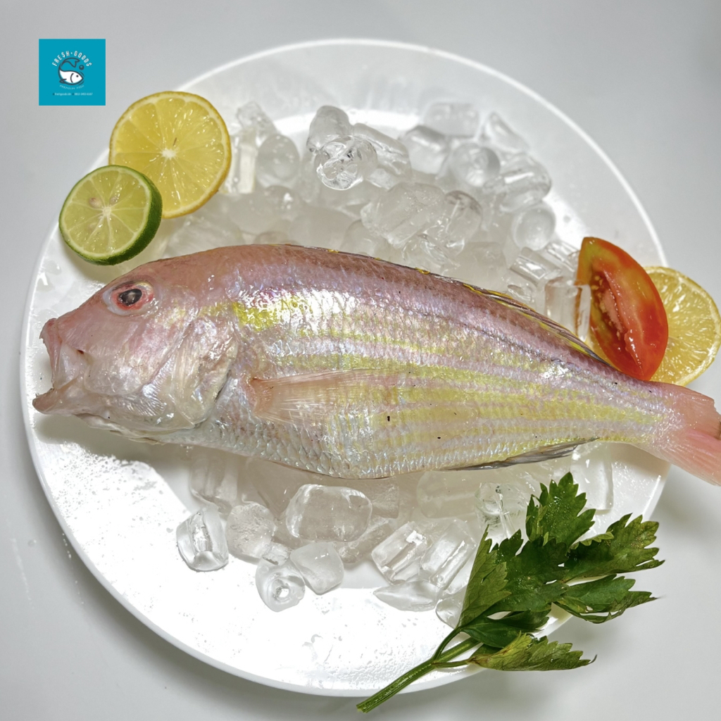 Jual Ikan Kurisi Premium / Ikan Terisi DIJAMIN SEGAR dan BERKUALITAS by ...