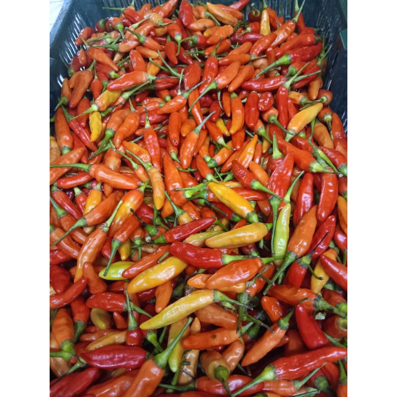 Jual cabe rawit merah ori super 1.kg | Shopee Indonesia