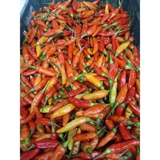 Jual Cabe Rawit 1 Kg Terlengkap & Harga Terbaru Agustus 2025 | Shopee ...