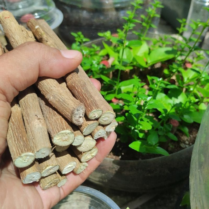 Jual Bahan Stek Sancang 1000an per batang (Bisa COD) | Shopee Indonesia