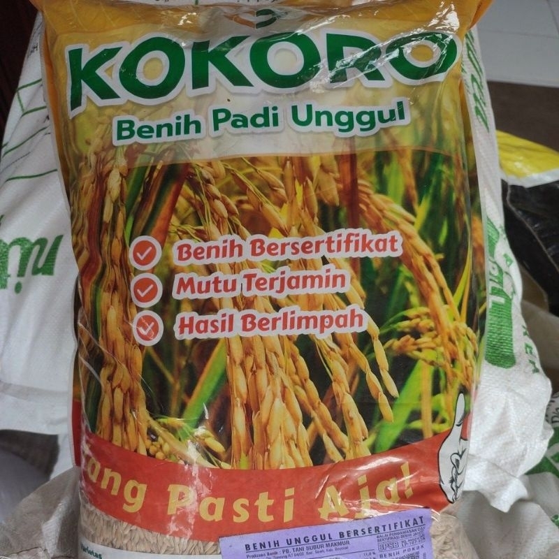 Jual INPARI 32 KOKORO BENIH PADI UNGGUL BERSERTIFIKAT KEMASAN 5 KG | Shopee Indonesia