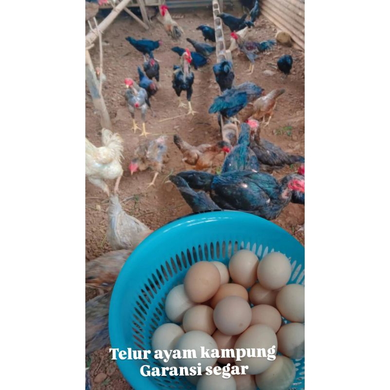 Jual Telur ayam kampung asli dari kandang sendiri dijamin fresh ukuran ...