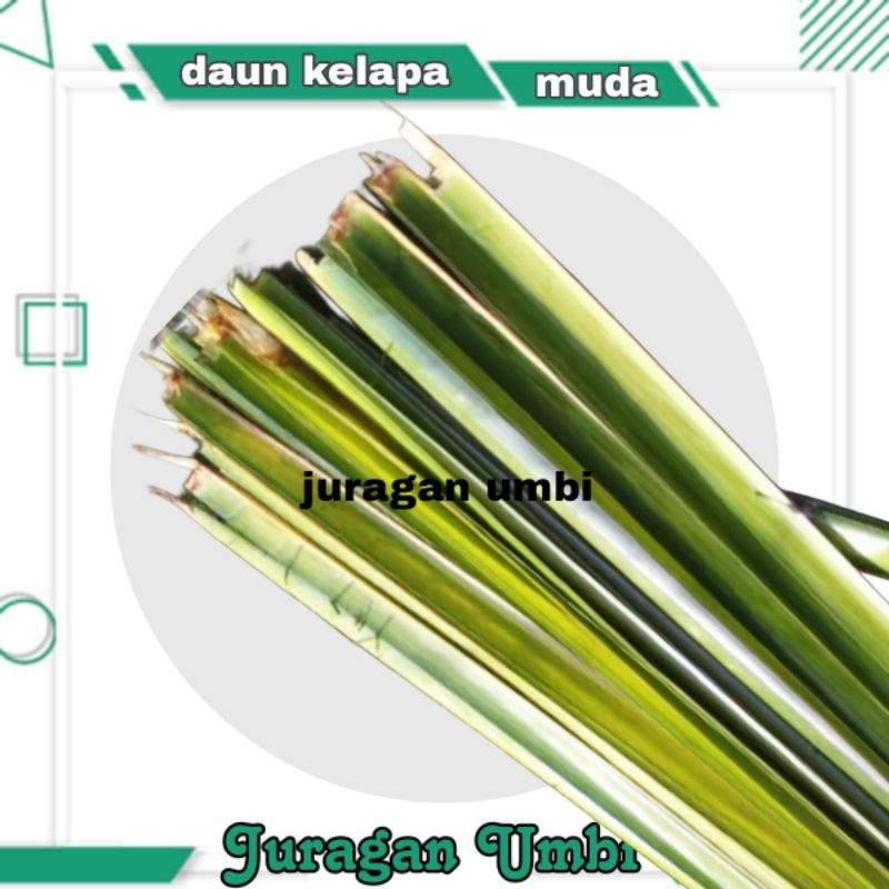 Jual daun kelapa muda / janur bahan ketupat atau kerajinan 1 pcs ...