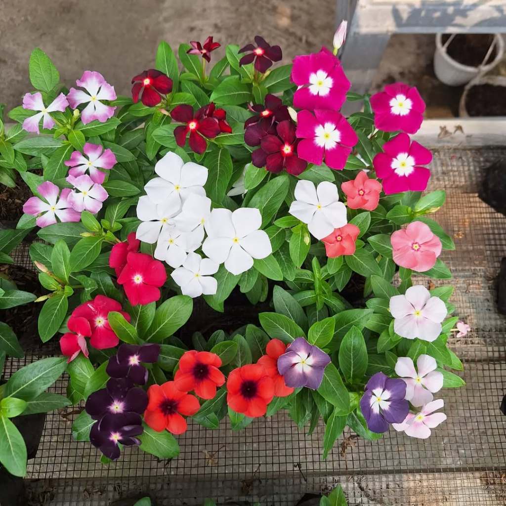 Jual Bunga VINCA IMPORT BERBUNGA - Tanaman Hias Bunga Gantung Vinca ...