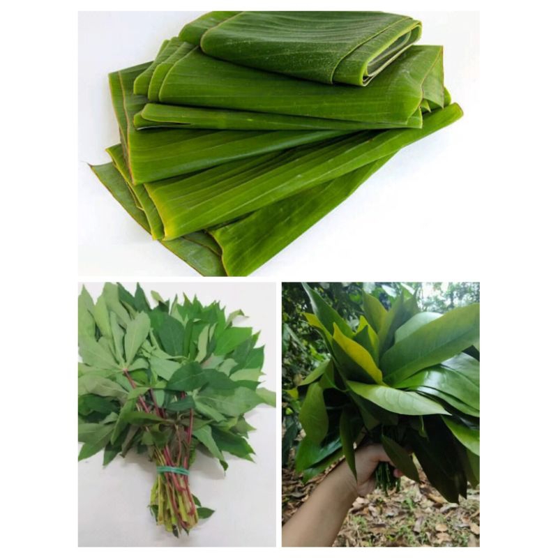 Jual DAUN SEGAR PER IKAT (MELINJO, SINGKONG,PISANG) | Shopee Indonesia