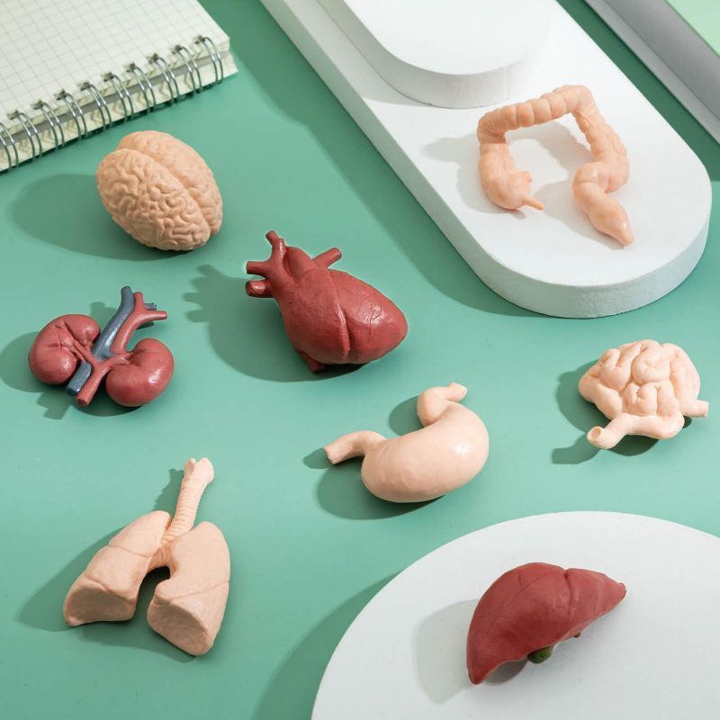 Jual 8 Pcs Mainan Organ Tubuh Human Organ Model Alat Peraga Organ Tubuh ...