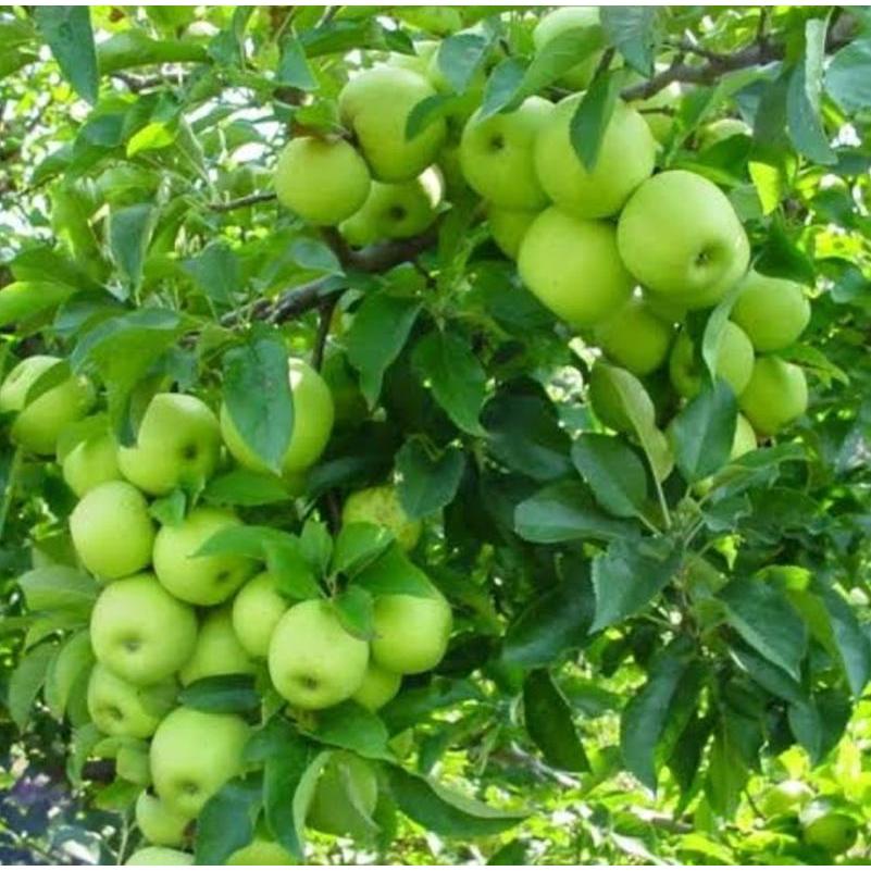Jual Tanaman Apel Manalagi ( Berbuah Berbunga ) batang besar planterbag ...