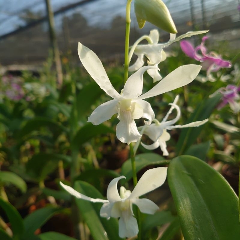 Jual Anggrek Dendrobium Caesar white | Shopee Indonesia
