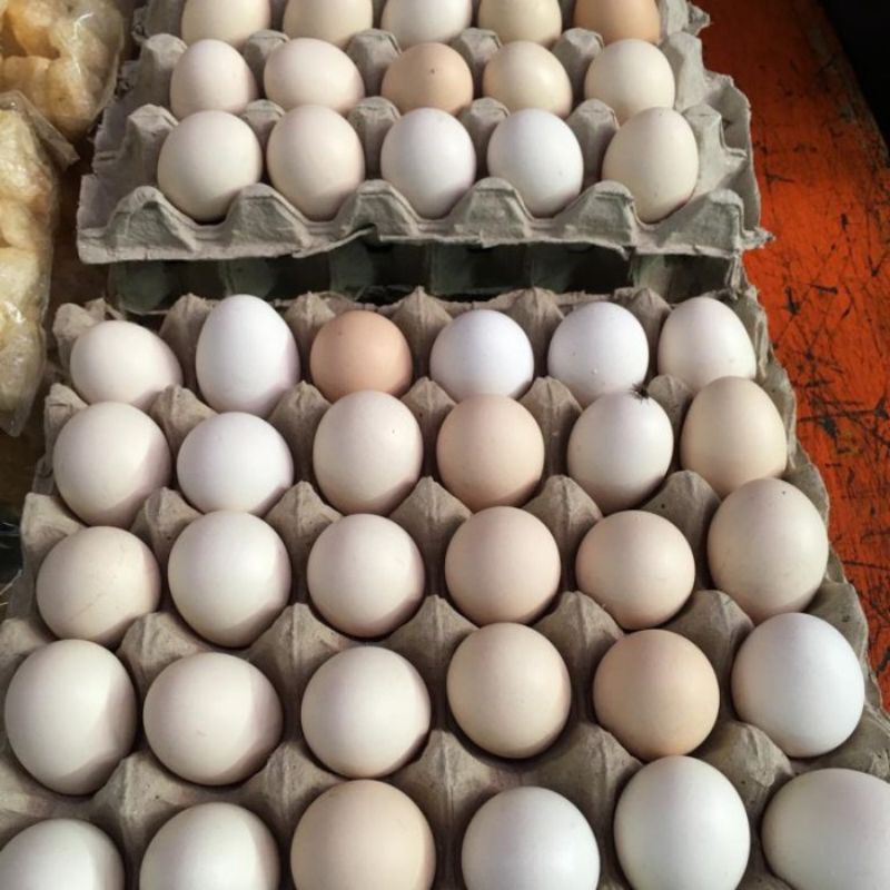 Jual Telur Ayam Kampung ASLI & Telur Ayam Ras Negeri 1 Rak Isi 30bj ...