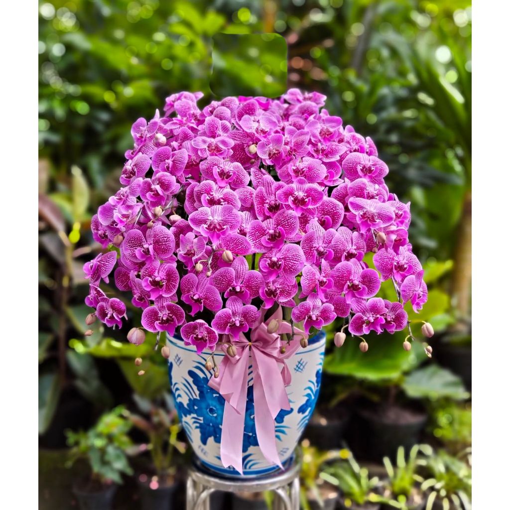 Jual Anggrek Bulan Dewasa rangkaian 15 Pohon Warna Pink Strip Pot ...