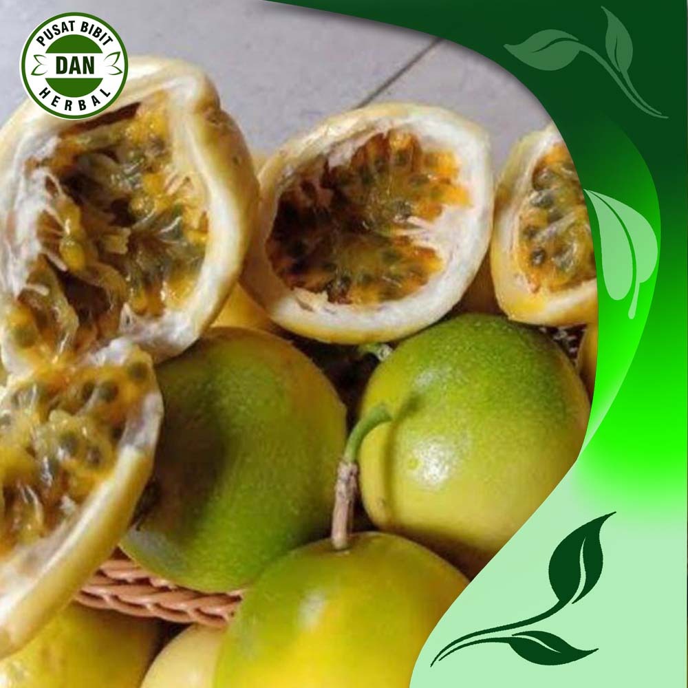 Jual buah markisa hutan asam manis segar 1 kg | Shopee Indonesia