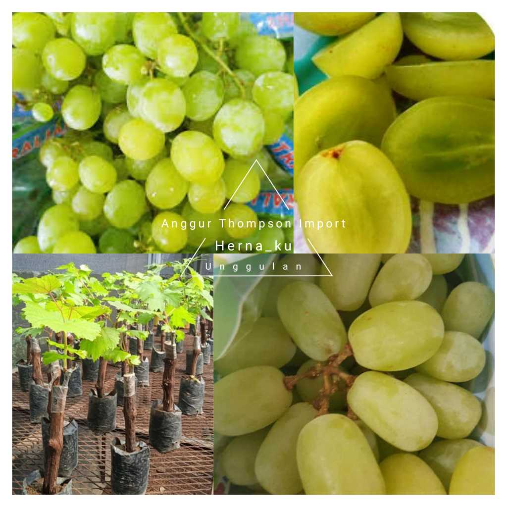 Jual BIBIT ANGGUR IMPORT THOMPSON GREEN GRAFTING GENJAH ( BERGARANSI ...