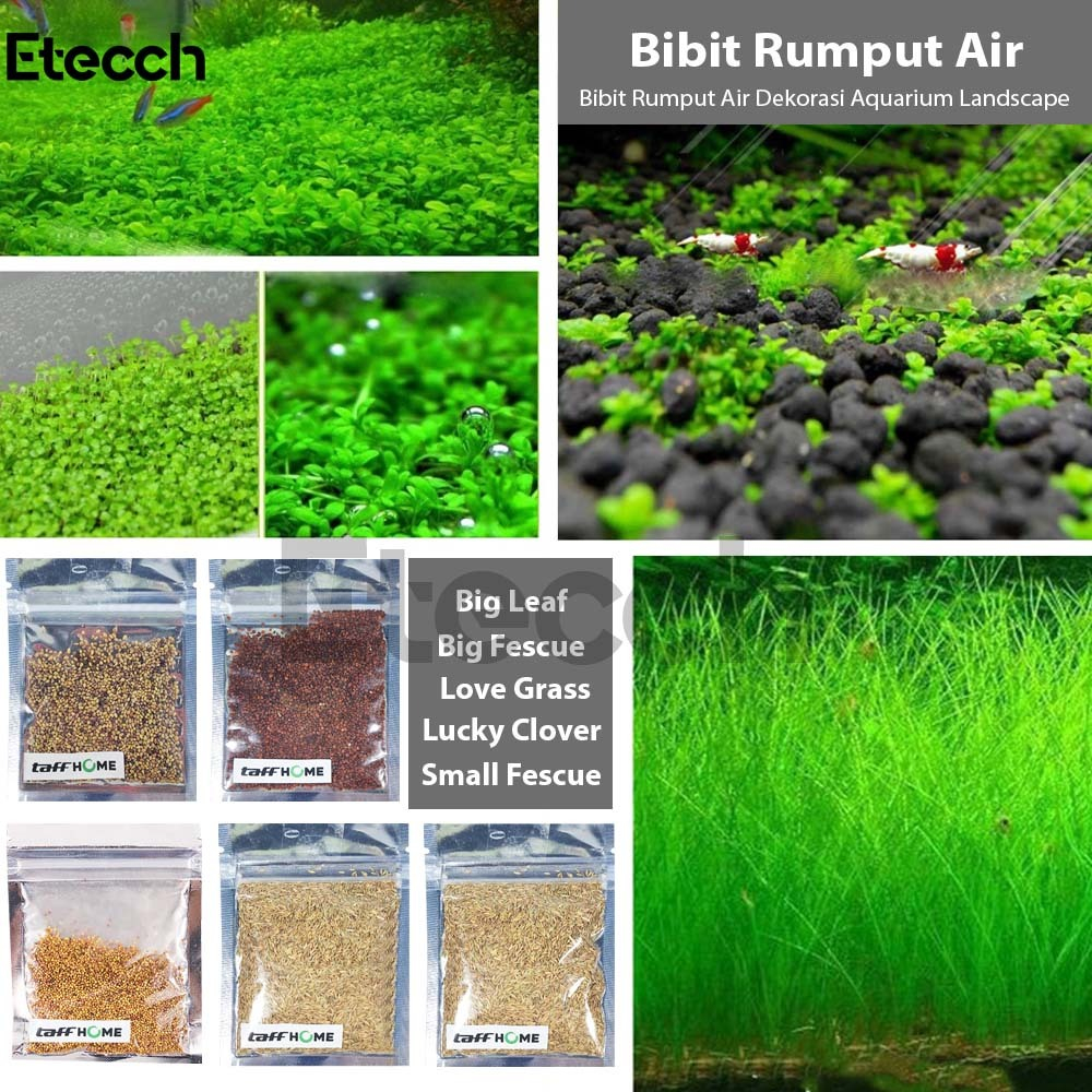 Jual Bibit Rumput Air Dekorasi Aquarium Landscape Ornament 10g | Shopee ...