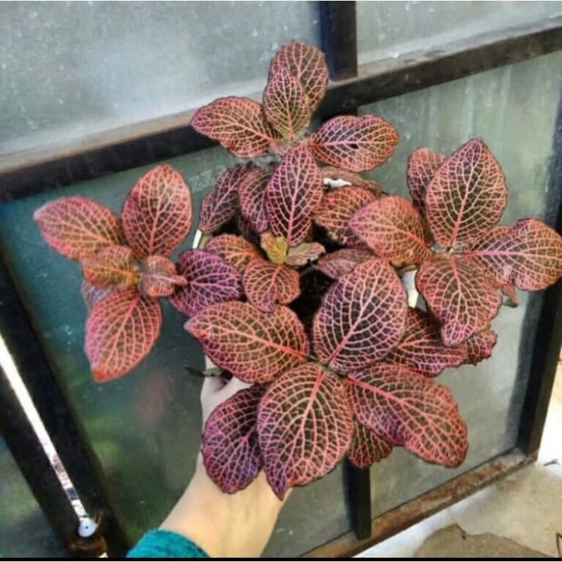 Jual tanaman fittonia green white // fitunia merah / pitunia | Shopee ...