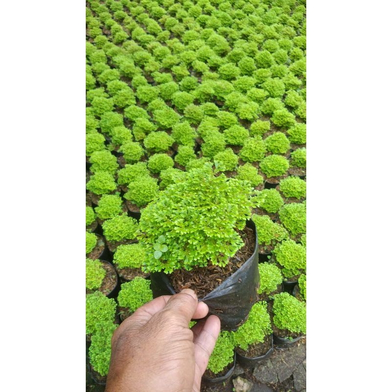 Jual TANAMAN HIAS LUMUT AMBON - TANAMAN HIAS INDOOR | Shopee Indonesia
