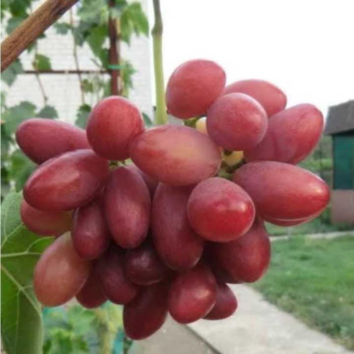 Jual Bibit Anggur BOGEMA Jumbo Crunci Full Manis dan Garing | Shopee ...