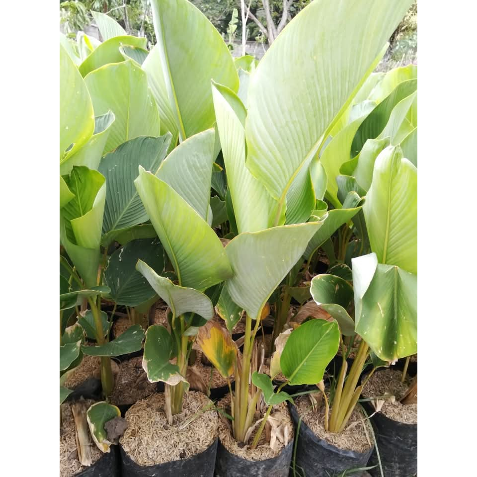 Jual Tanaman Pisang Hias (calathea luthea) | Shopee Indonesia