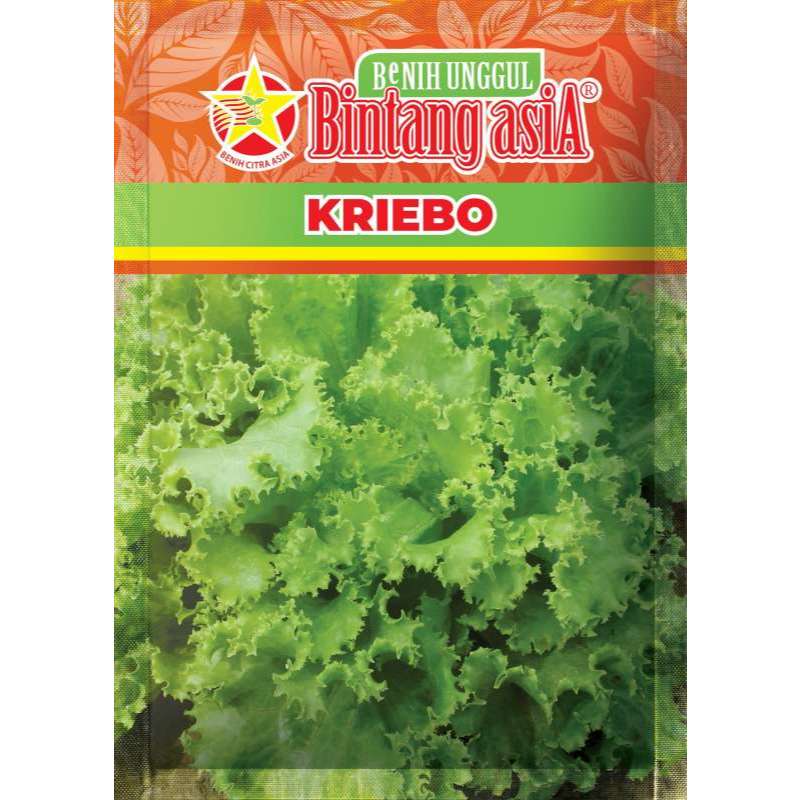 Jual Benih SELADA KRIEBO Selada hijau Bintang ASia 10 gram umur panen ...